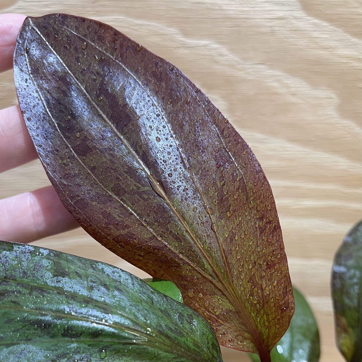 Echinodorus Red Flame 5cm Pot – Scapeshop.com.au