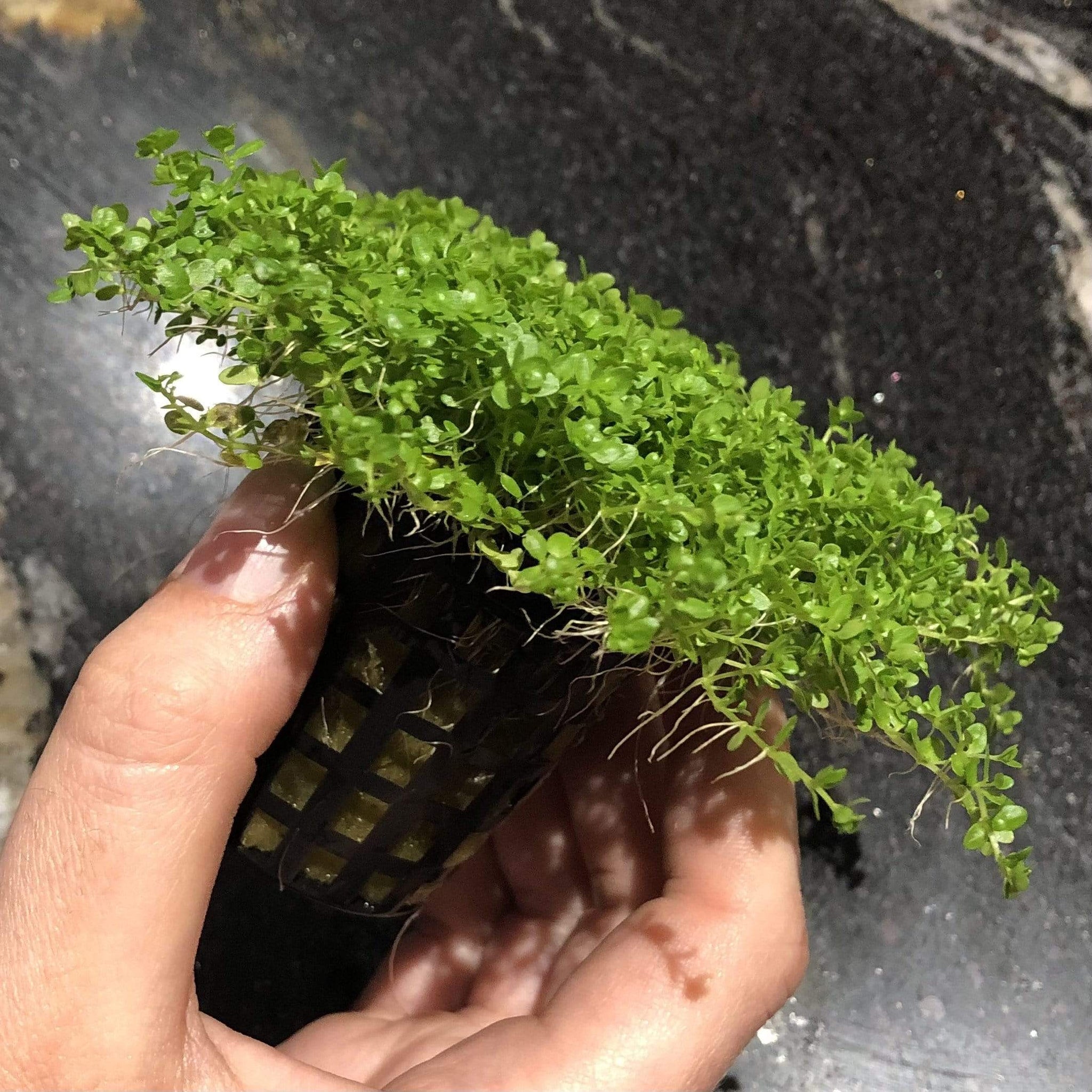 Hemianthus callitrichoides “Cuba” 5cm Pot – Scapeshop.com.au