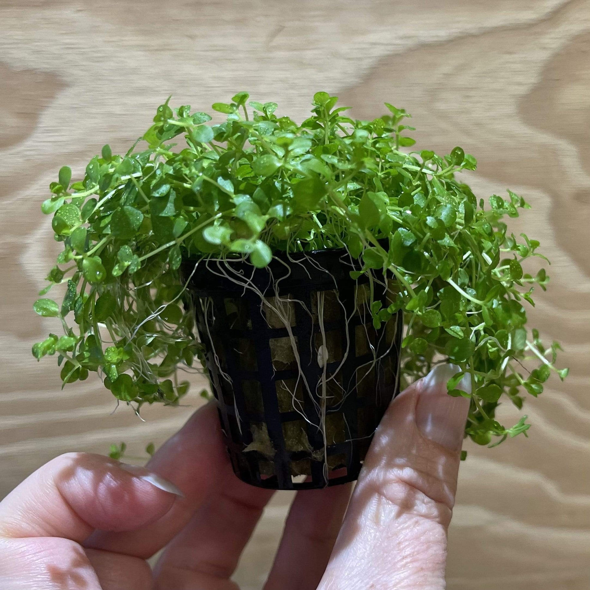 Micranthemum “Monte Carlo” 5cm Pot – Scapeshop.com.au