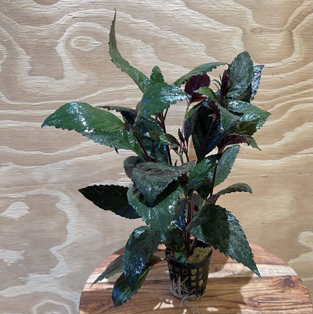 Purple Temple 5cm Pot – Scapeshop.com.au