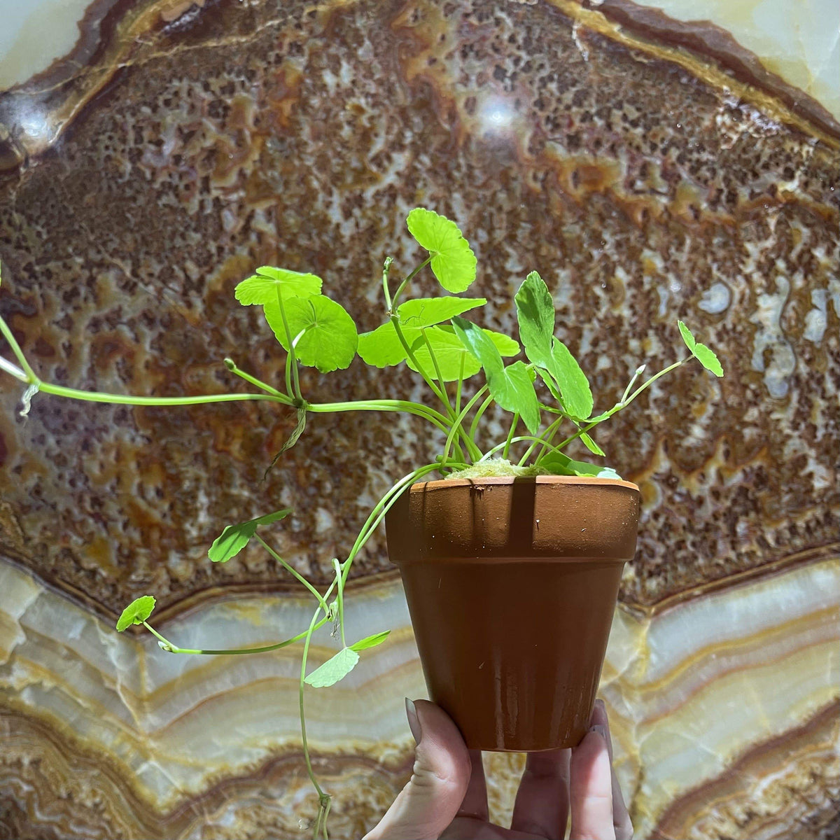 Giant Cardamine Aquaponic Pot - Tank Topper – Scapeshop.com.au