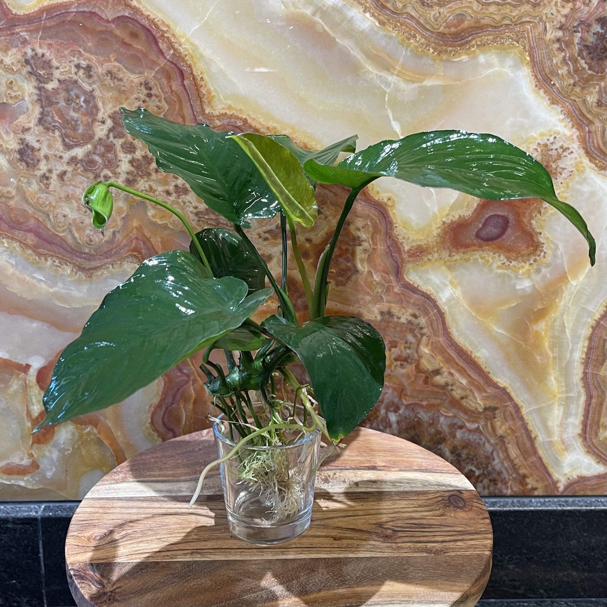 Anubias Barteri Bare-root 10-20cm Aquarium Plants Australia – Scapeshop ...