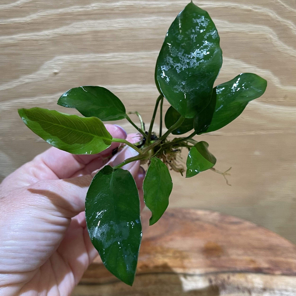 Anubias Aquarium Plants - Scapeshop Australia – Scapeshop.com.au