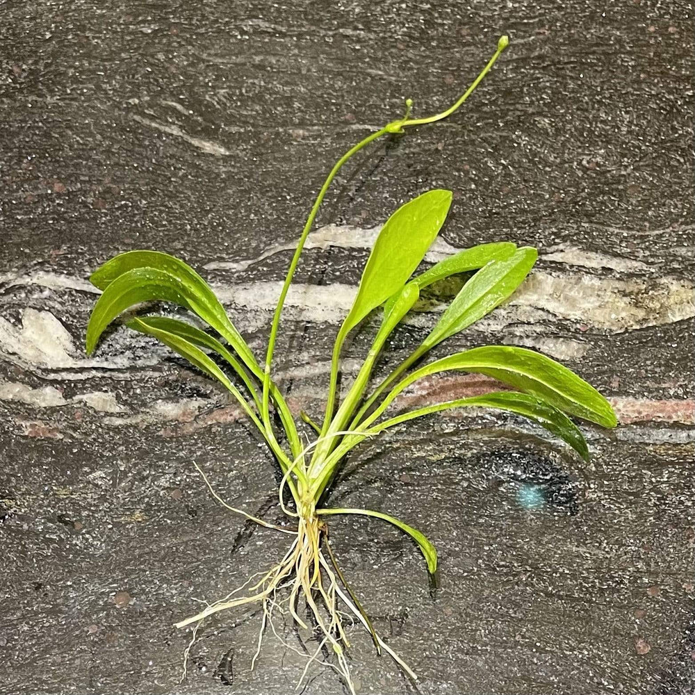 Sword Plants (Echinodorus) – Scapeshop.com.au