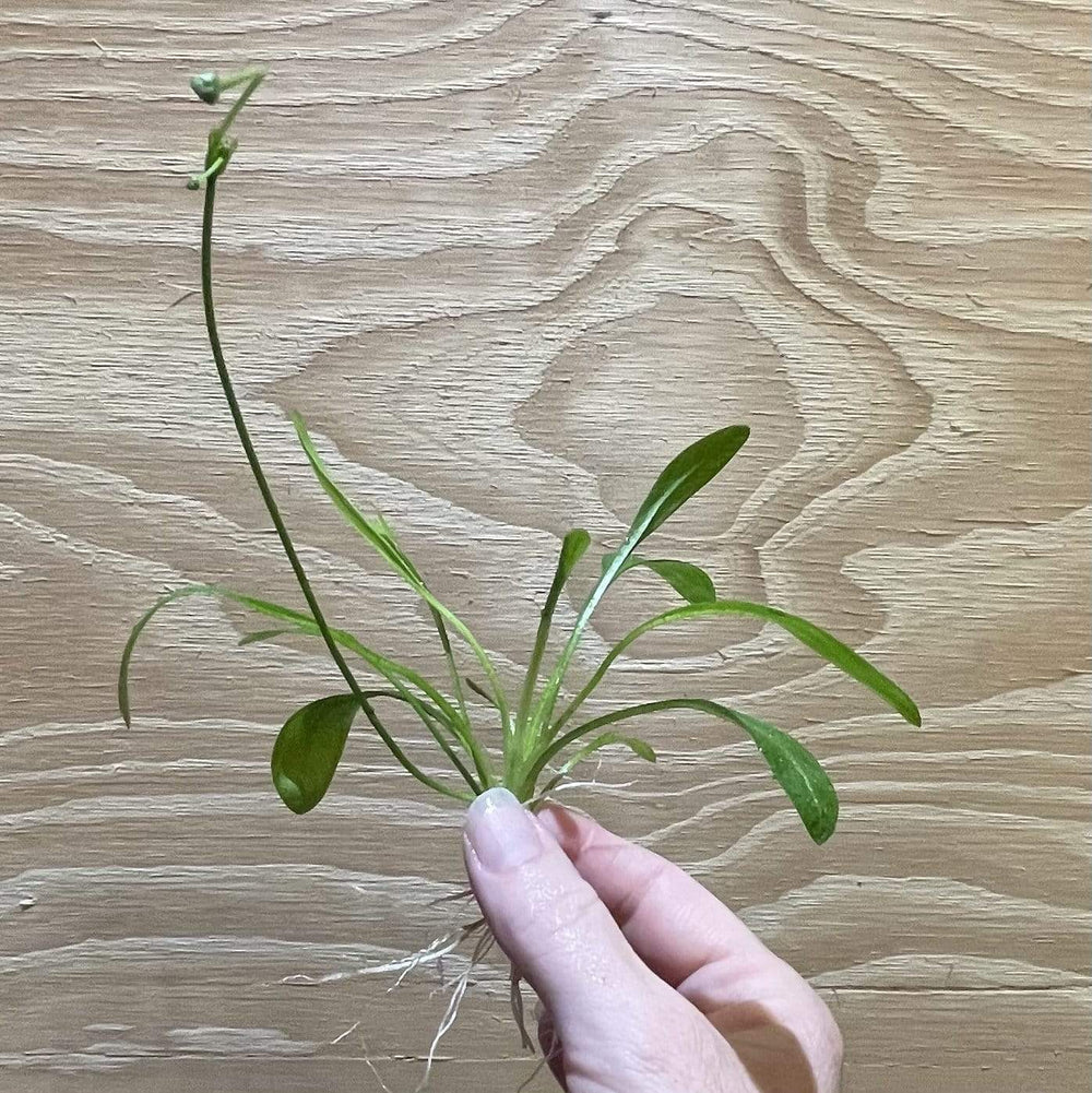 Sword Plants (Echinodorus) – Scapeshop.com.au
