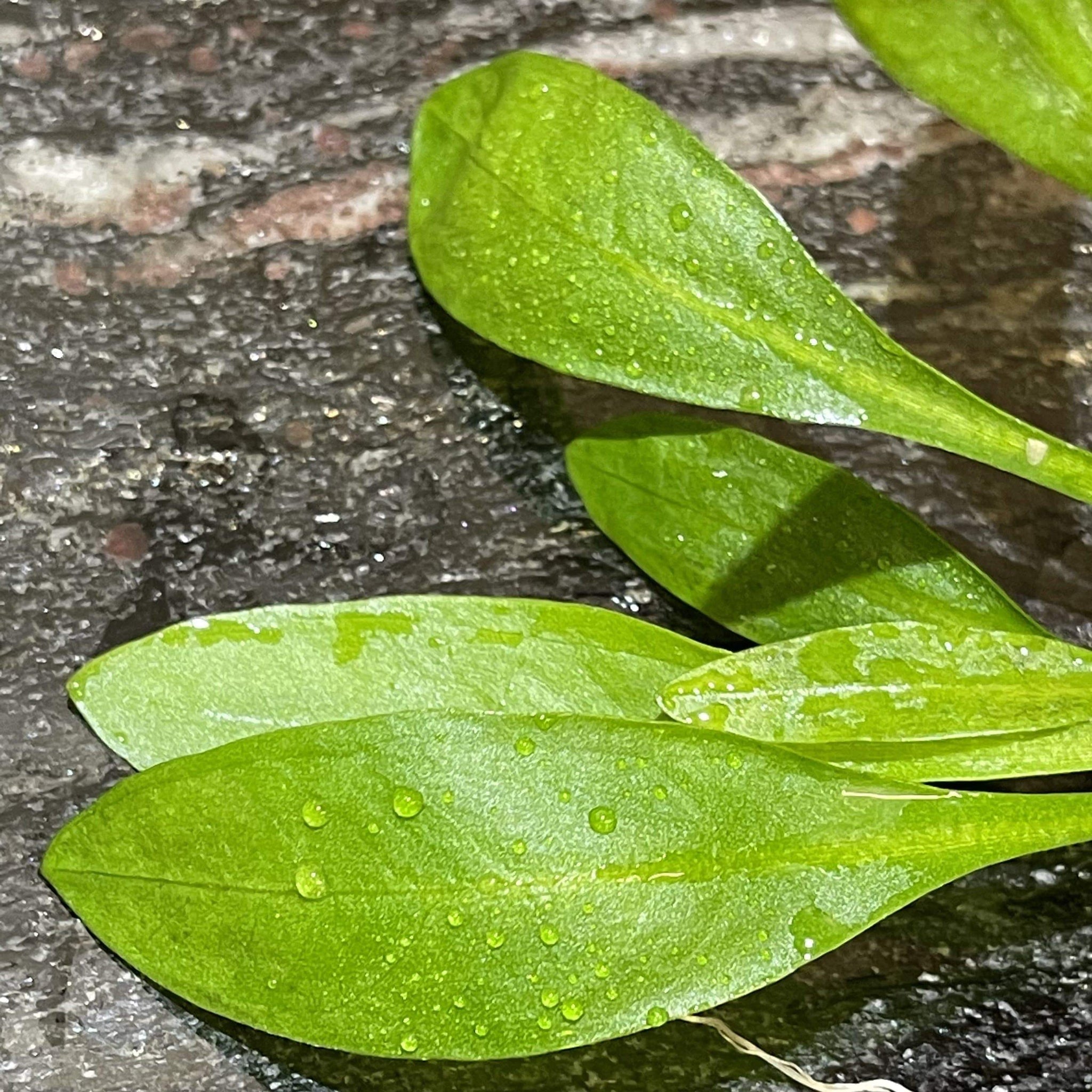 Broad Chain Sword Bare-root – Scapeshop.com.au