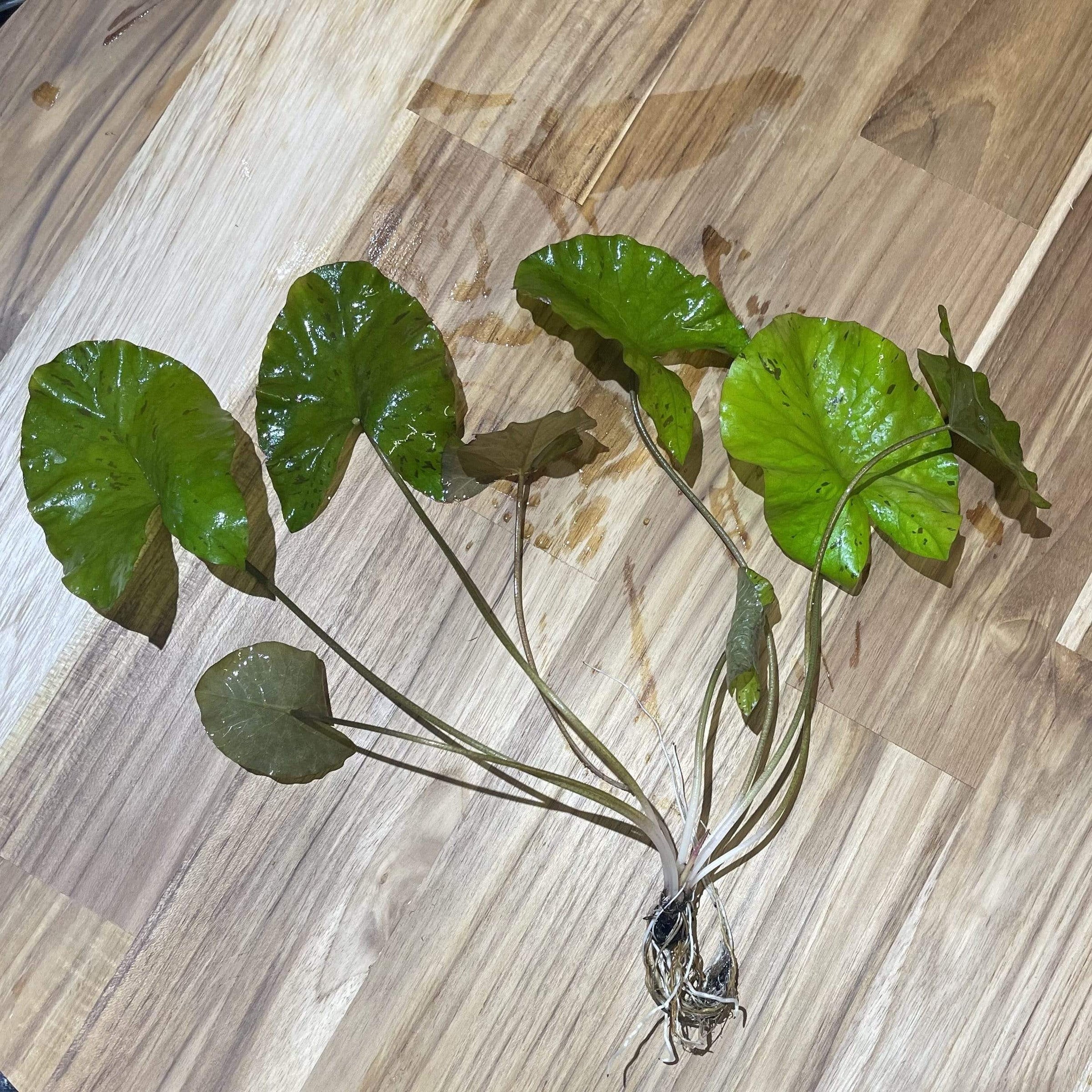 Tiger Lotus Green Bare-root – Scapeshop.com.au