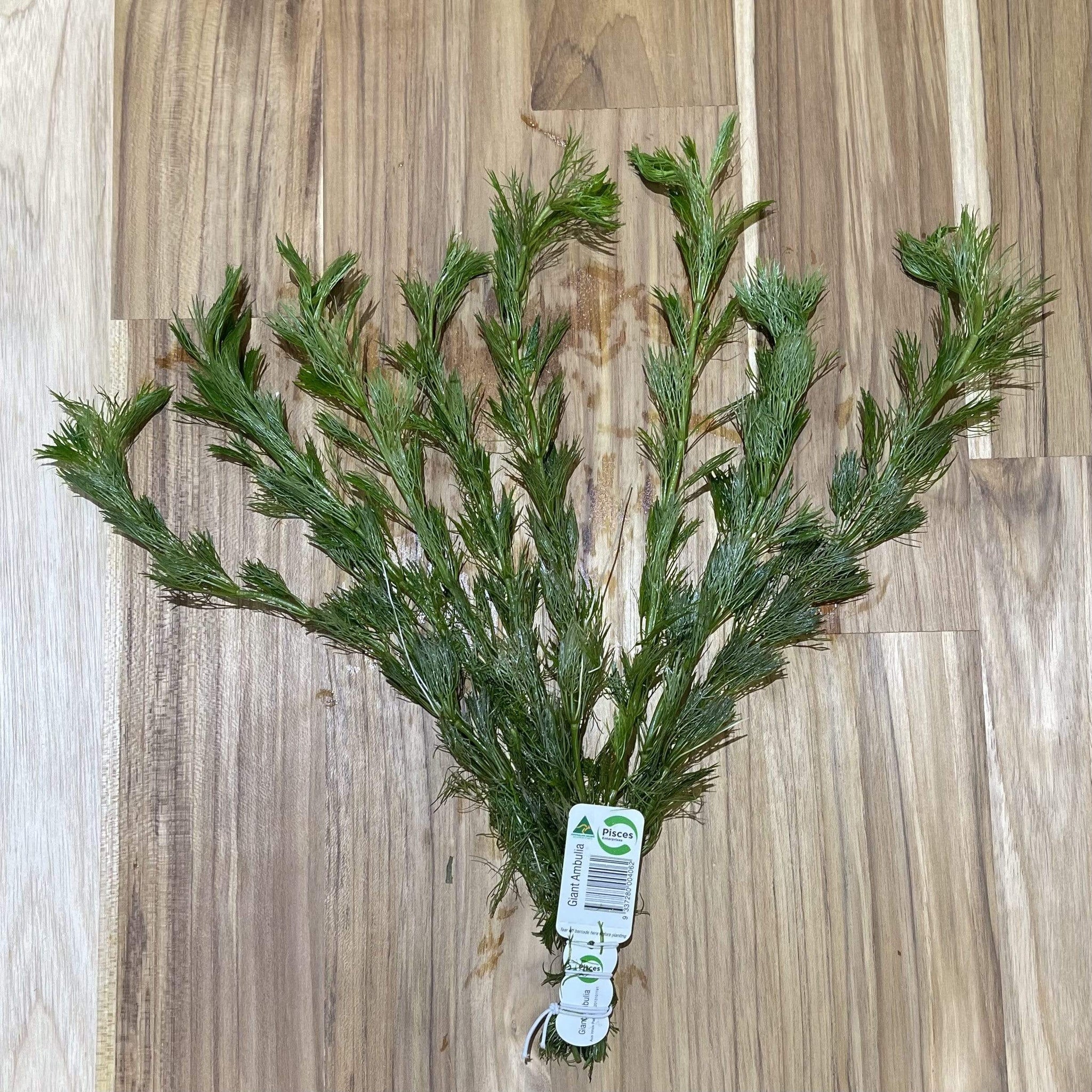 Buy Giant Ambulia Aquarium Plant Bunch Scapeshop Australia – Scapeshop ...