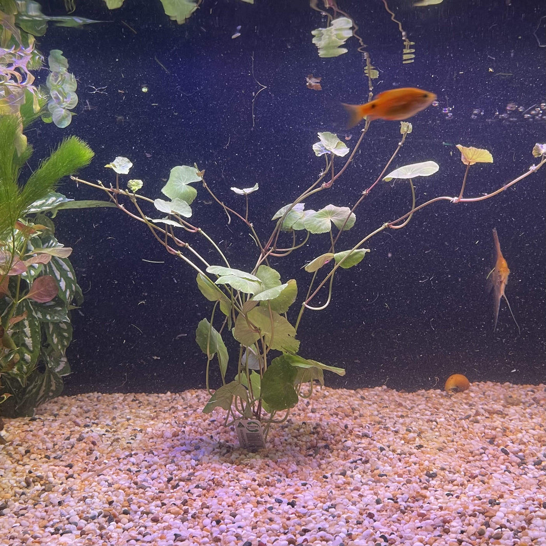 Floating Aquarium Plants - Floating Moss Creations - Scapeshop ...