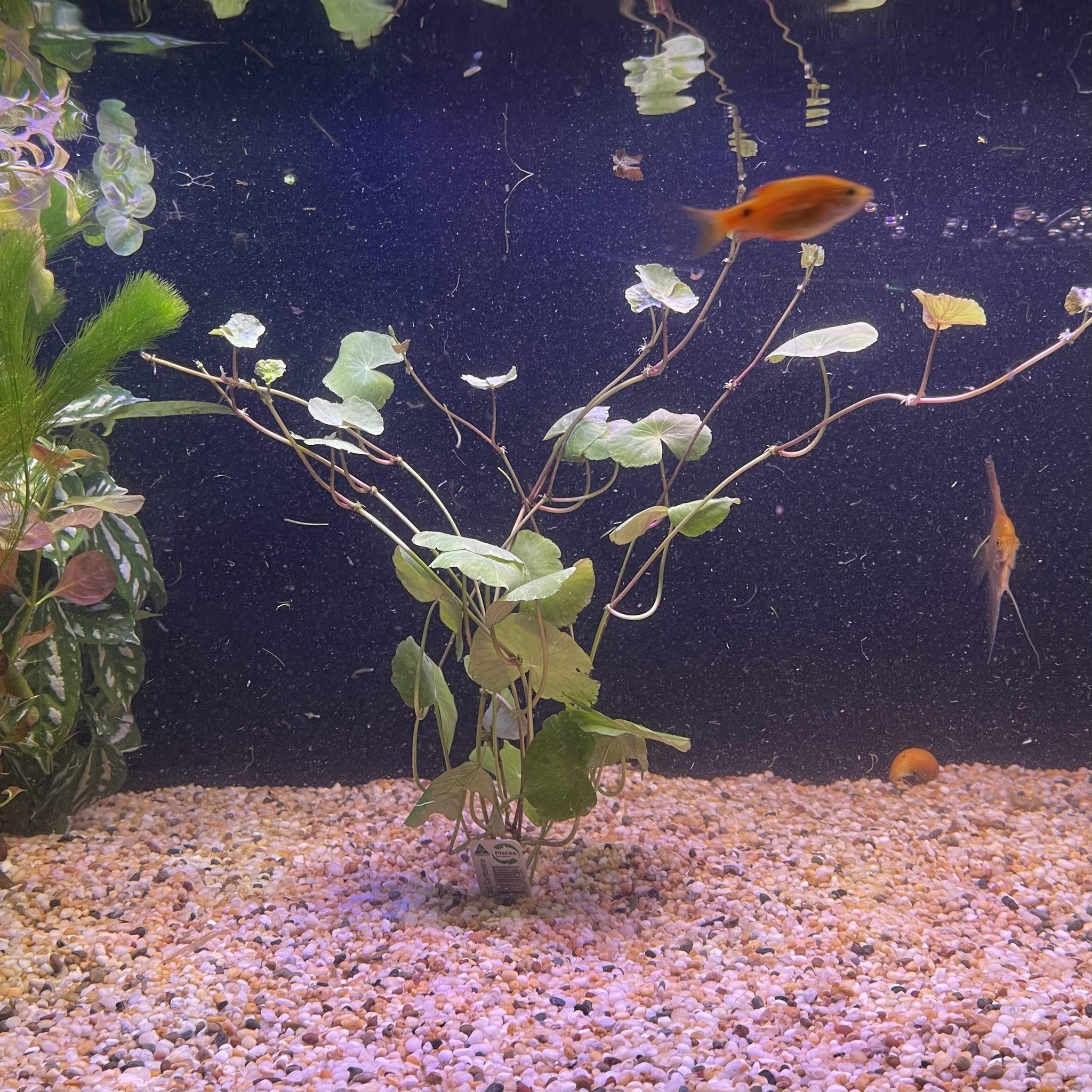 Buy Giant Cardamine Floating Aquarium Plant Bunch Scapeshop Australia ...