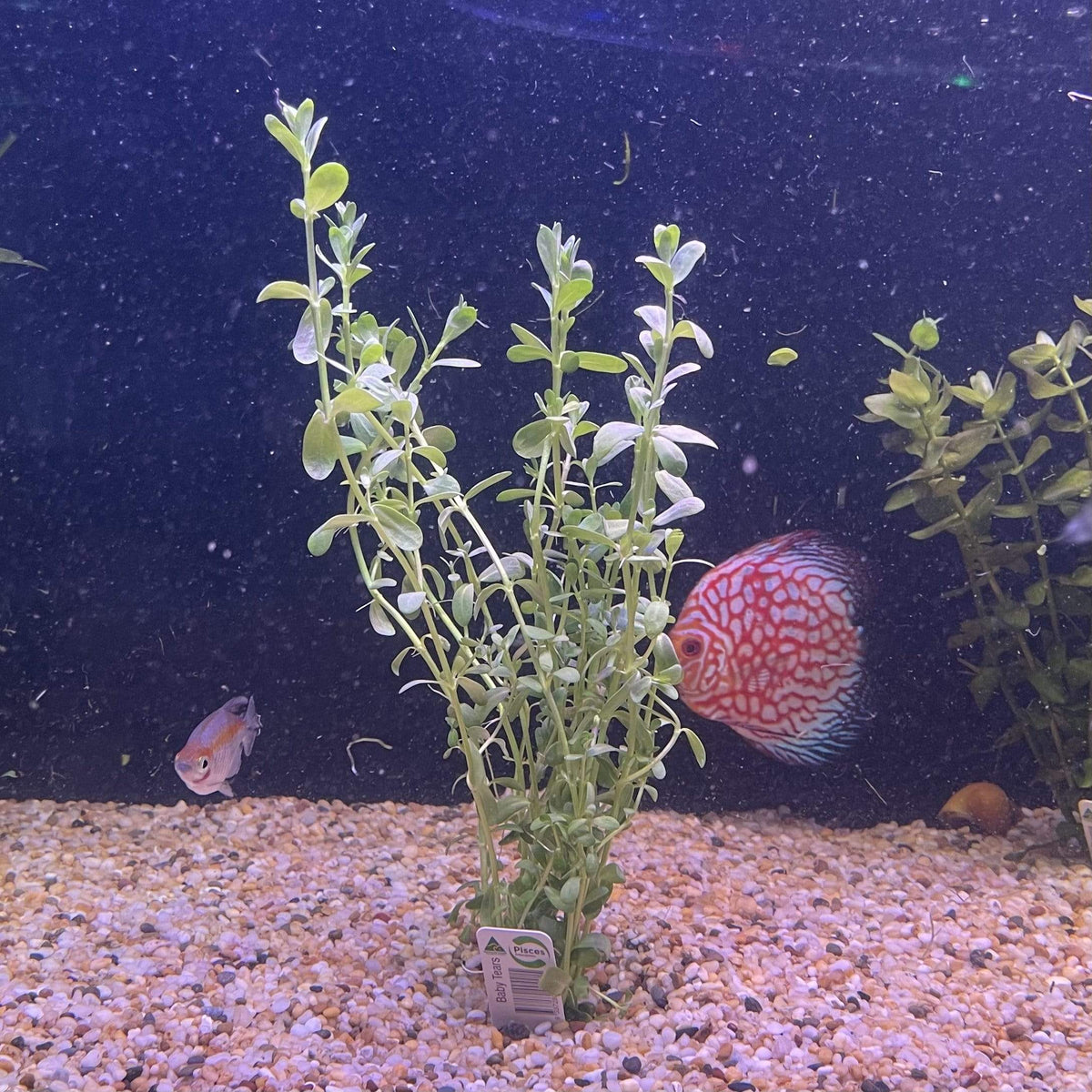 Aquarium Bunch Plants - Scapeshop Australia – Page 2 – Scapeshop.com.au