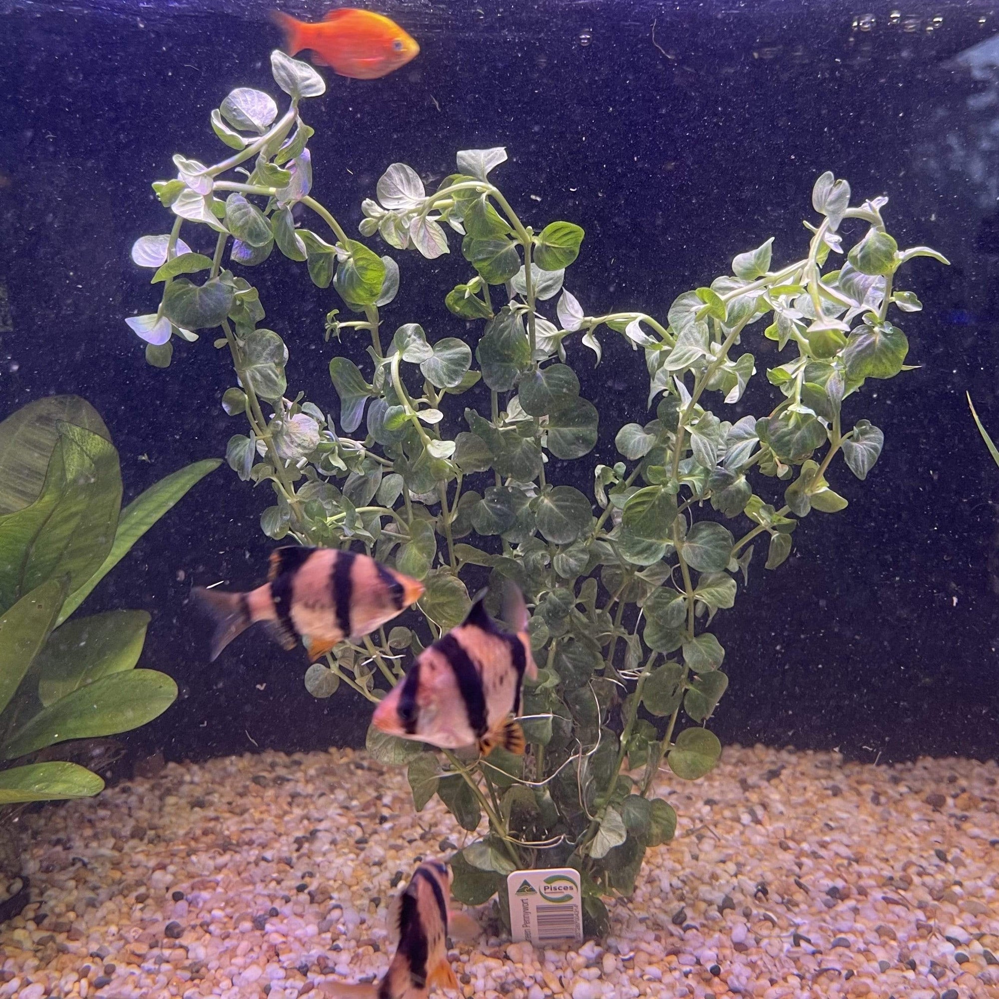 Aquarium Bunch Plants - Scapeshop Australia – Page 2 – Scapeshop.com.au