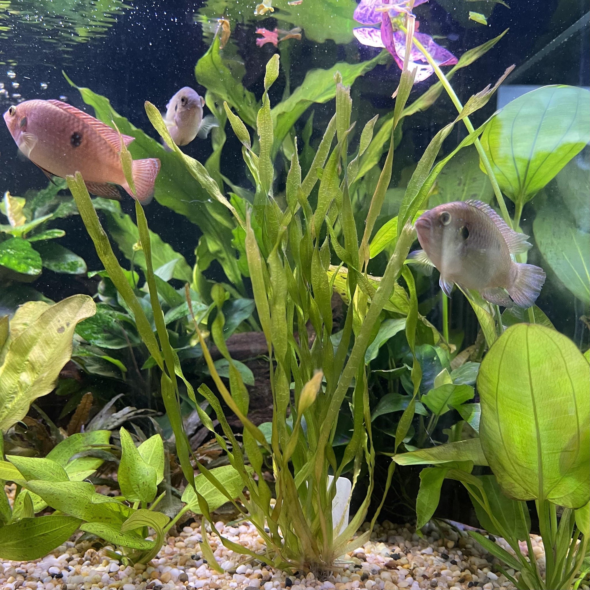 Corkscrew Vallisneria (Val) - Aquatic Plant Bunch Scapeshop – Scapeshop ...