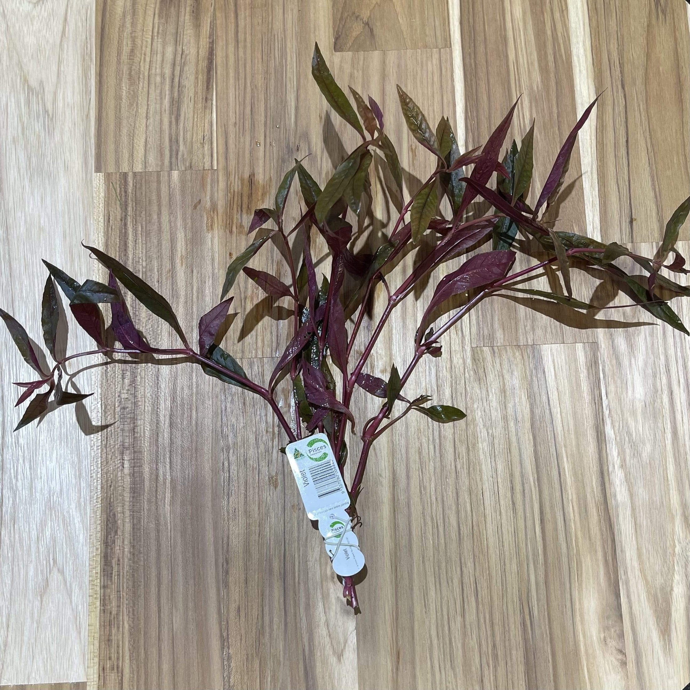 Aquarium Bunch Plants - Scapeshop Australia – Scapeshop.com.au
