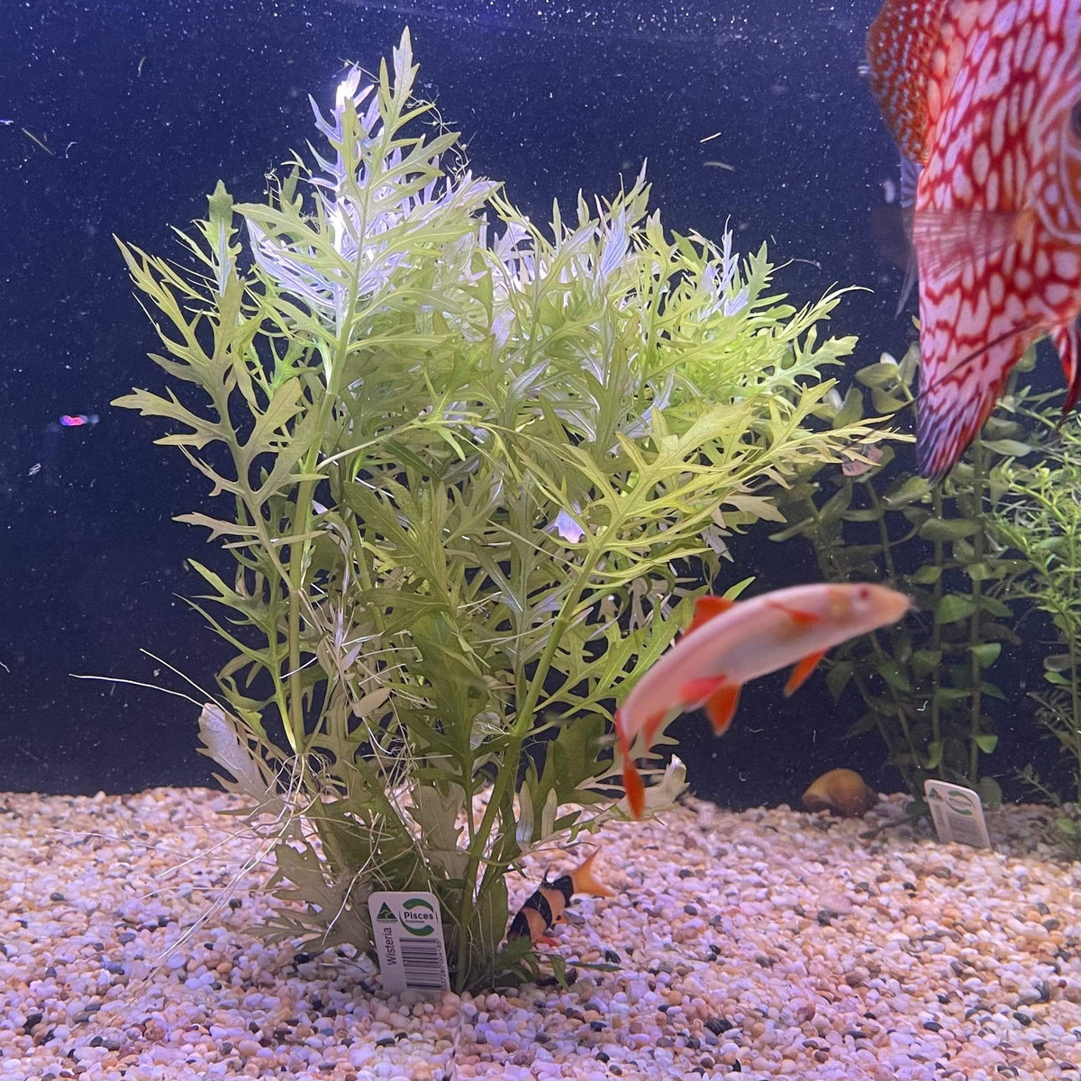 Aquarium Bunch Plants - Scapeshop Australia – Scapeshop.com.au
