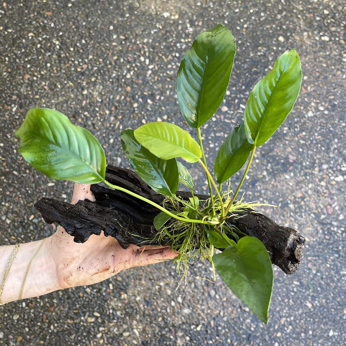 Anubias Emerald Heart on Medium Driftwood - Aquarium Plants – Scapeshop.com.au