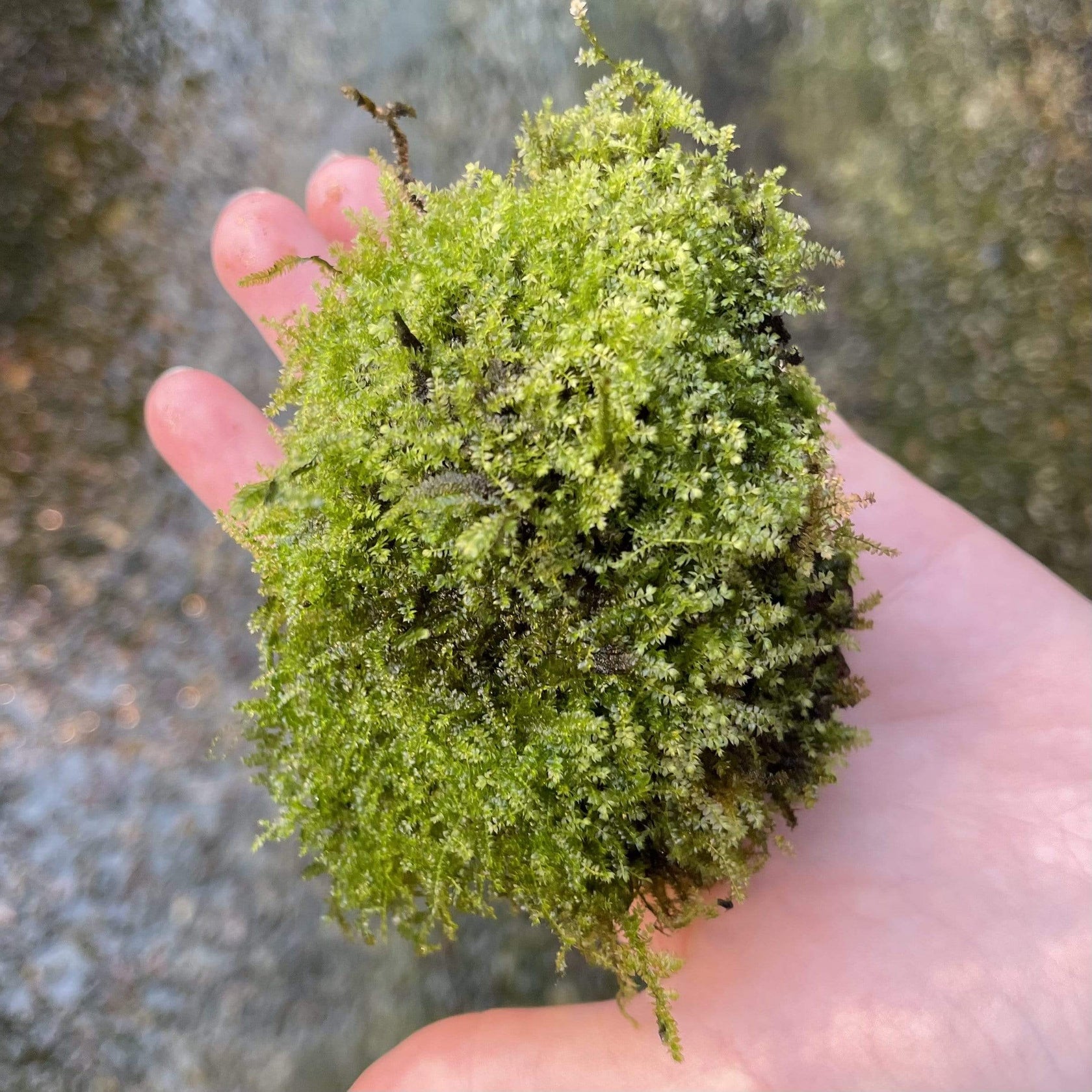 Fontinalis Rock Lava Creation (Java Moss) – Scapeshop.com.au