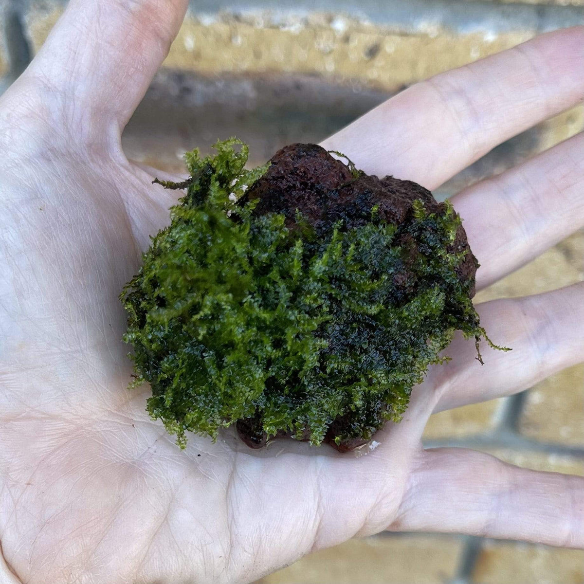 Small Fontinalis Lava Rock (Java Moss) – Scapeshop.com.au