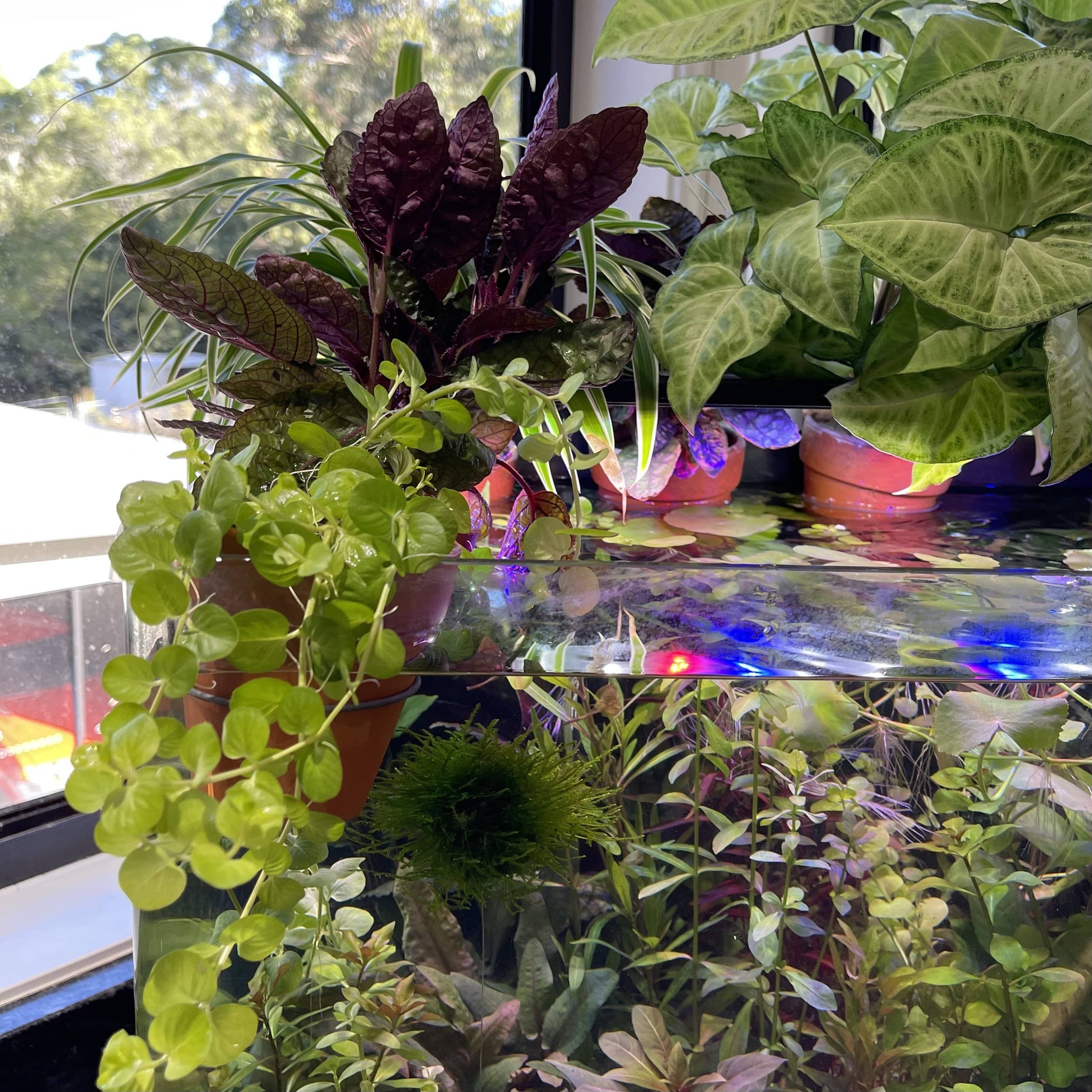 Aquaponic Tank Toppers - Aquarium Plants - Scapeshop Australia ...