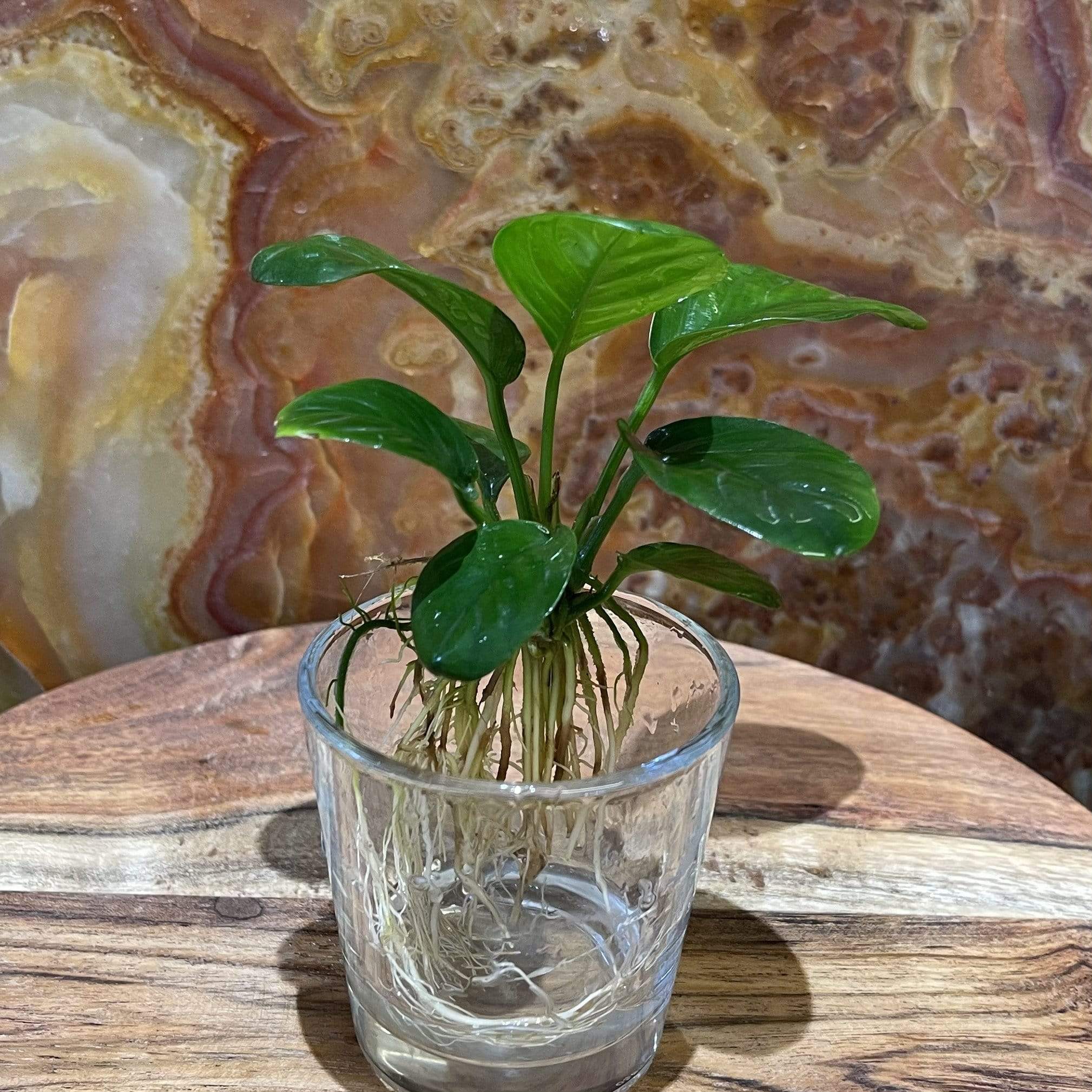 Anubias Jenny Bare-root - Aquarium Plants Australia – Scapeshop.com.au