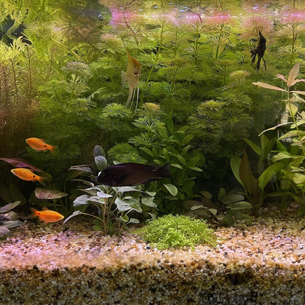 Ambulia Bunch Aquarium Plants for sale online – Scapeshop.com.au