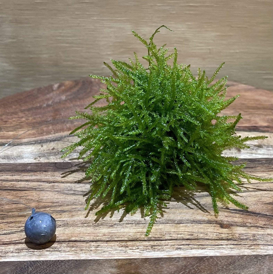 Floating Aquarium Plants - Floating Moss Creations - Scapeshop ...