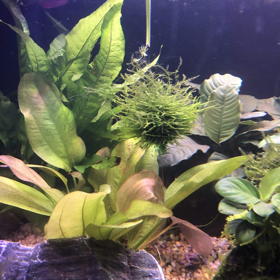 Aquarium Driftwood, Terracotta and Rock Planted Creations - Scapeshop ...