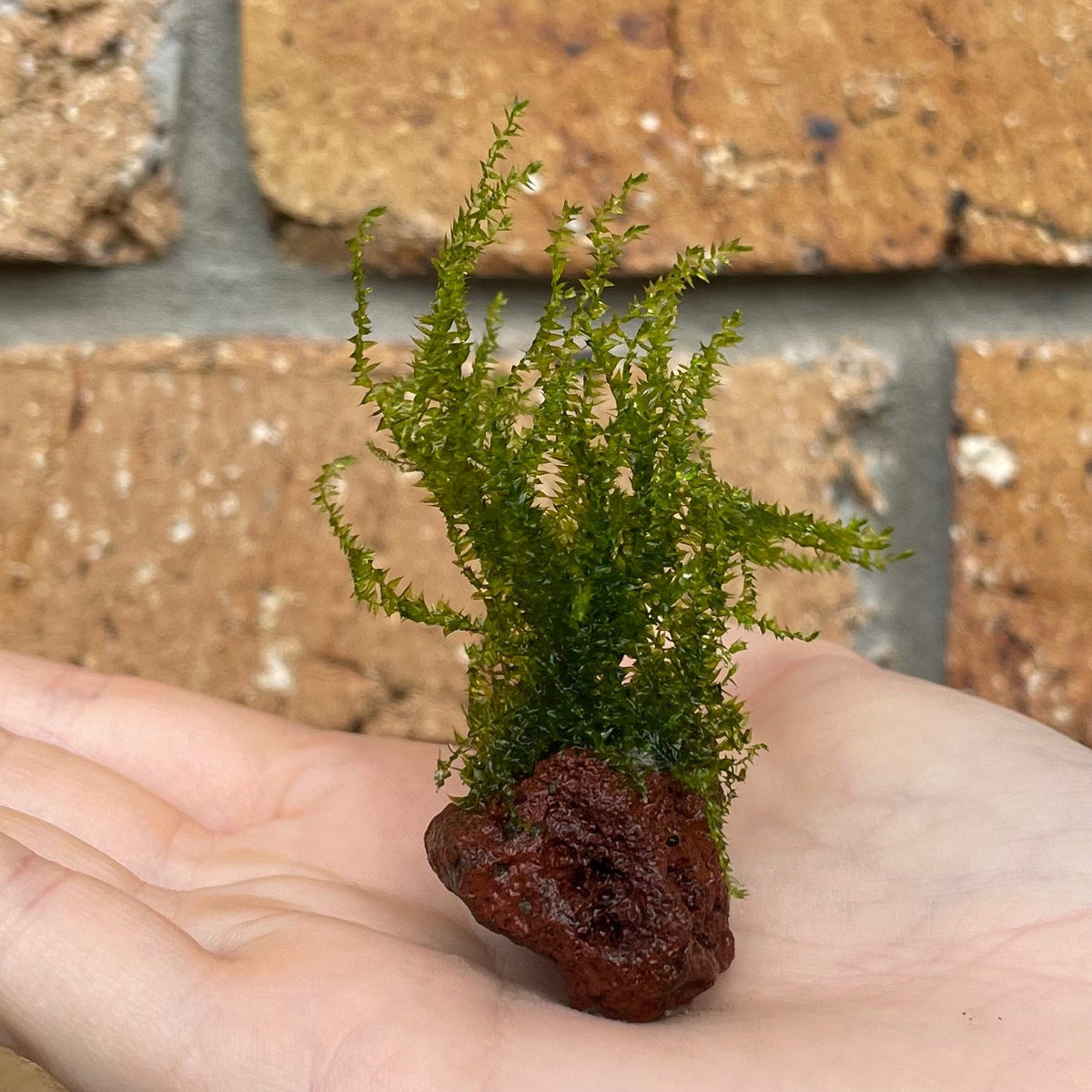 Miniature Moss Rocks - Zipper Moss – Scapeshop.com.au